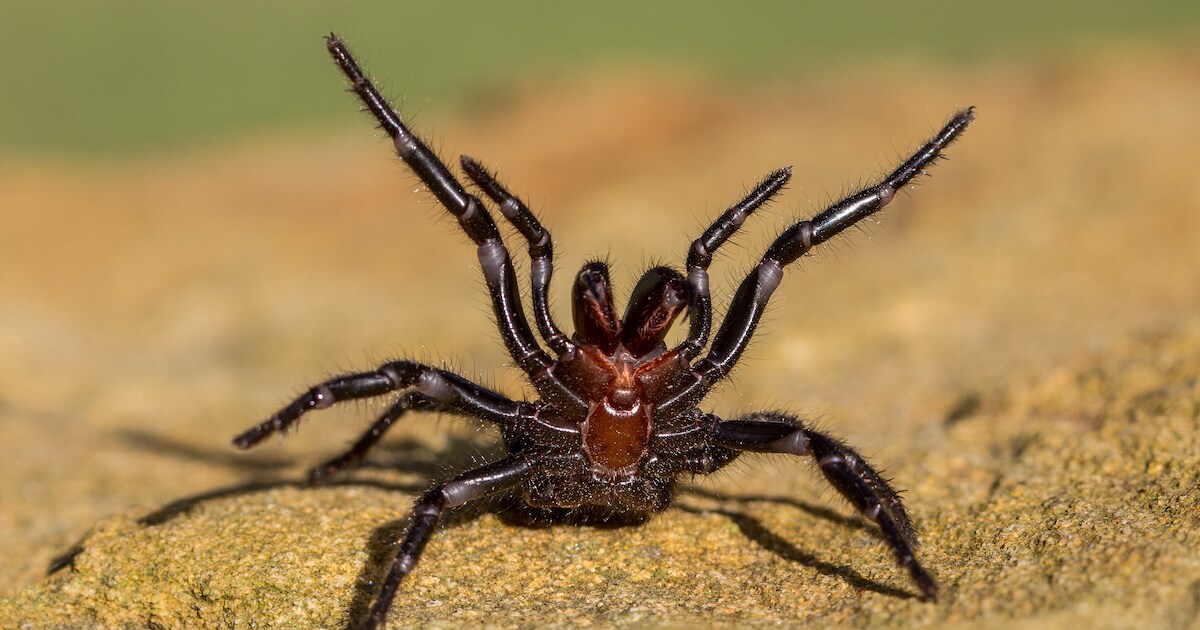 Na bosbranden en overstromingen gaan dodelijke spinnen nu Australië ...