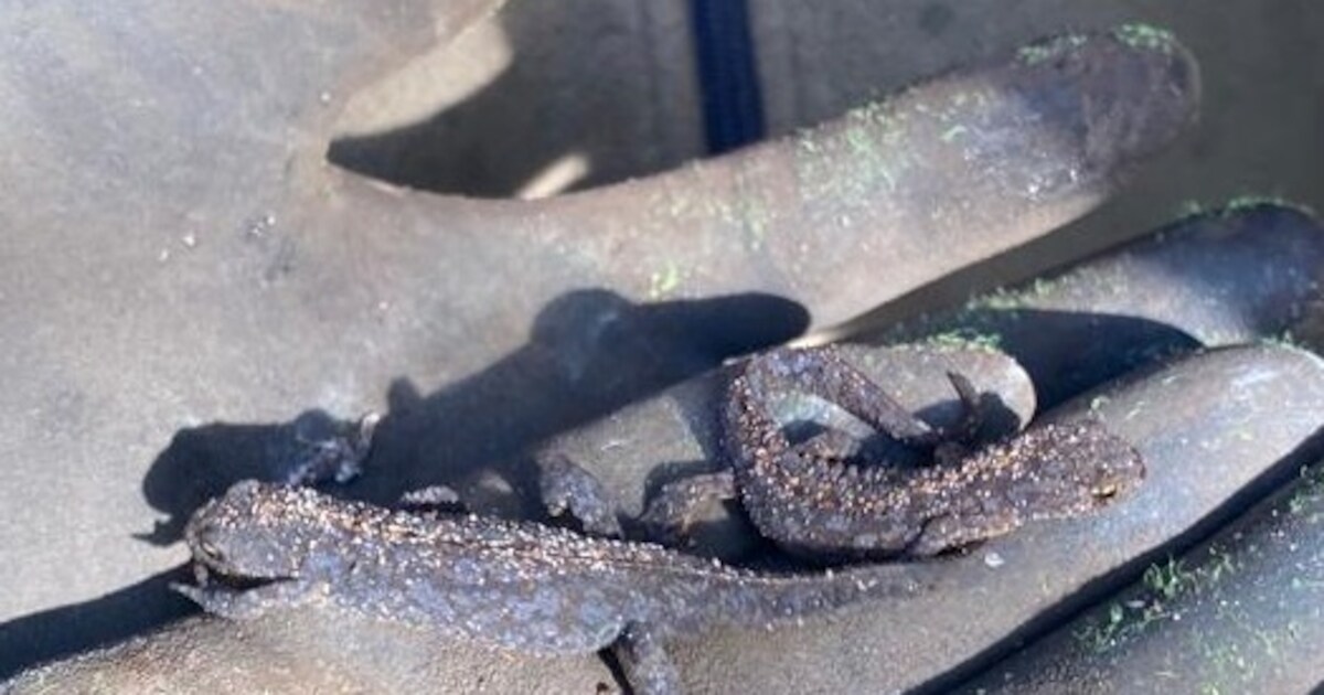 Verstopt tussen de dakpannen: Nieuwe salamandersoort voor Schouwen ...