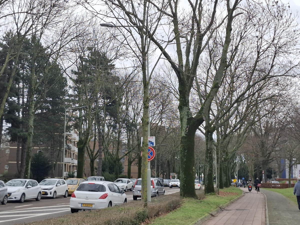 Directe kap van 137 essen in Geleen wegens gevaarlijk vallende takken ...