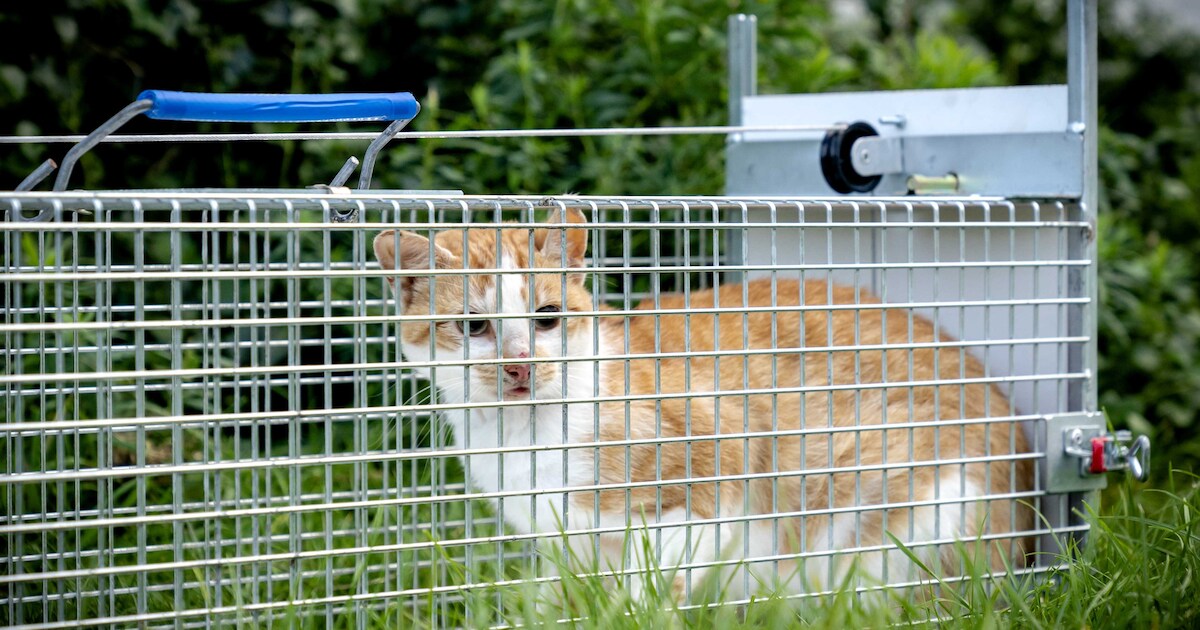 Provincie Utrecht schiet per jaar honderden katten af en dat moet ...