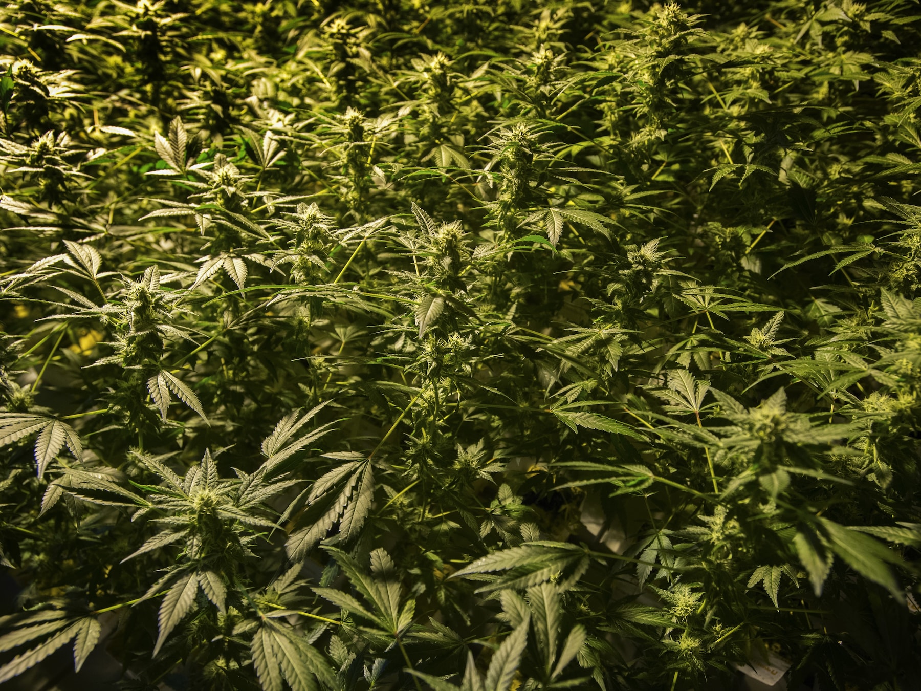 Dit moet je weten over de Blankenburgverbinding (A24) | Vlaardingen | AD.nl