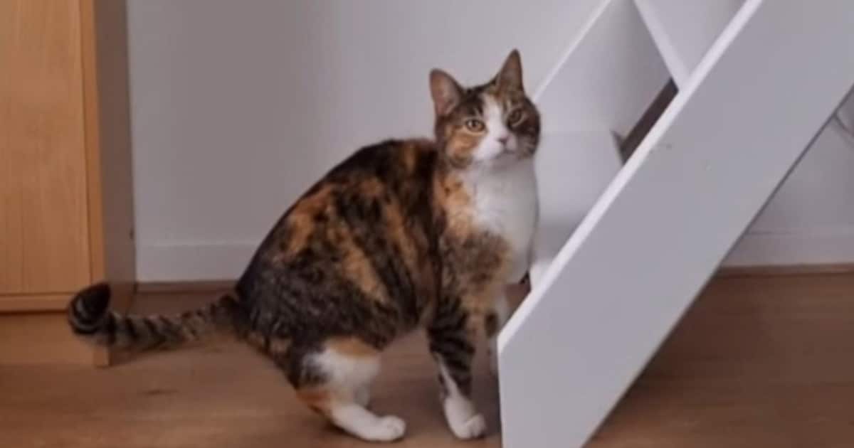 Heb jij Pippi, Floris of Fluffy gezien? Deze drie huisdieren worden in ...