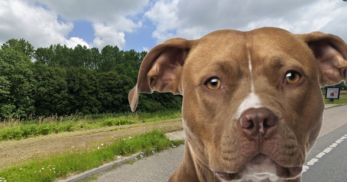 Voorbijganger vindt dode hond in bos in Almere: ‘Verwondingen zijn ...
