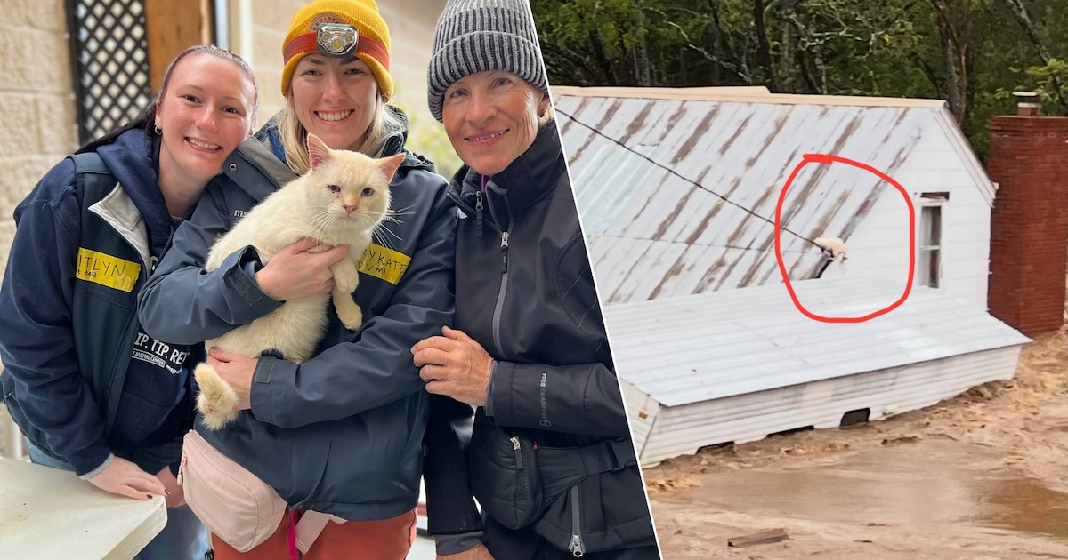 ‘Wonderkat’ duikt ruim week nadat hij meegesleurd werd door kolkende ...