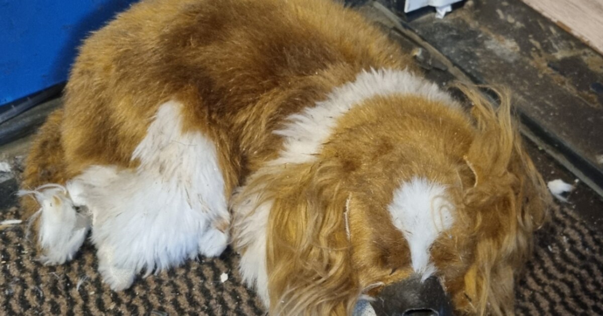 Voorbijganger schrikt zich rot van ‘dode’ hond, totdat politie kijkje ...