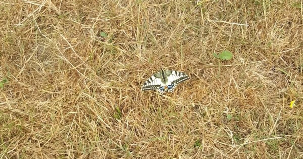 Grootste vlinder van Nederland gezien op Utrechtse Heuvelrug | Regio ...