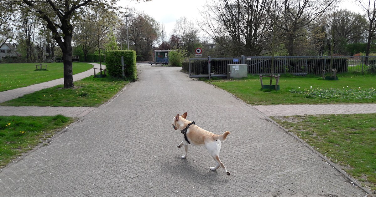 Kleinschalig plan nieuwe huizen in Park Schothorst gered van mislukking ...