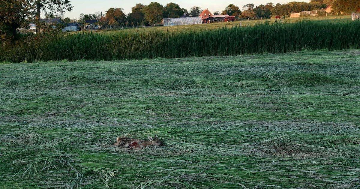 Jonge reetjes op gruwelijke wijze gedood tijdens het maaien: ‘Ze hebben ...