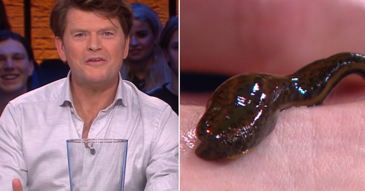 Beau laat live op tv bloedzuiger op slagader zetten, maar dat is lang niet zijn naarste beet ...