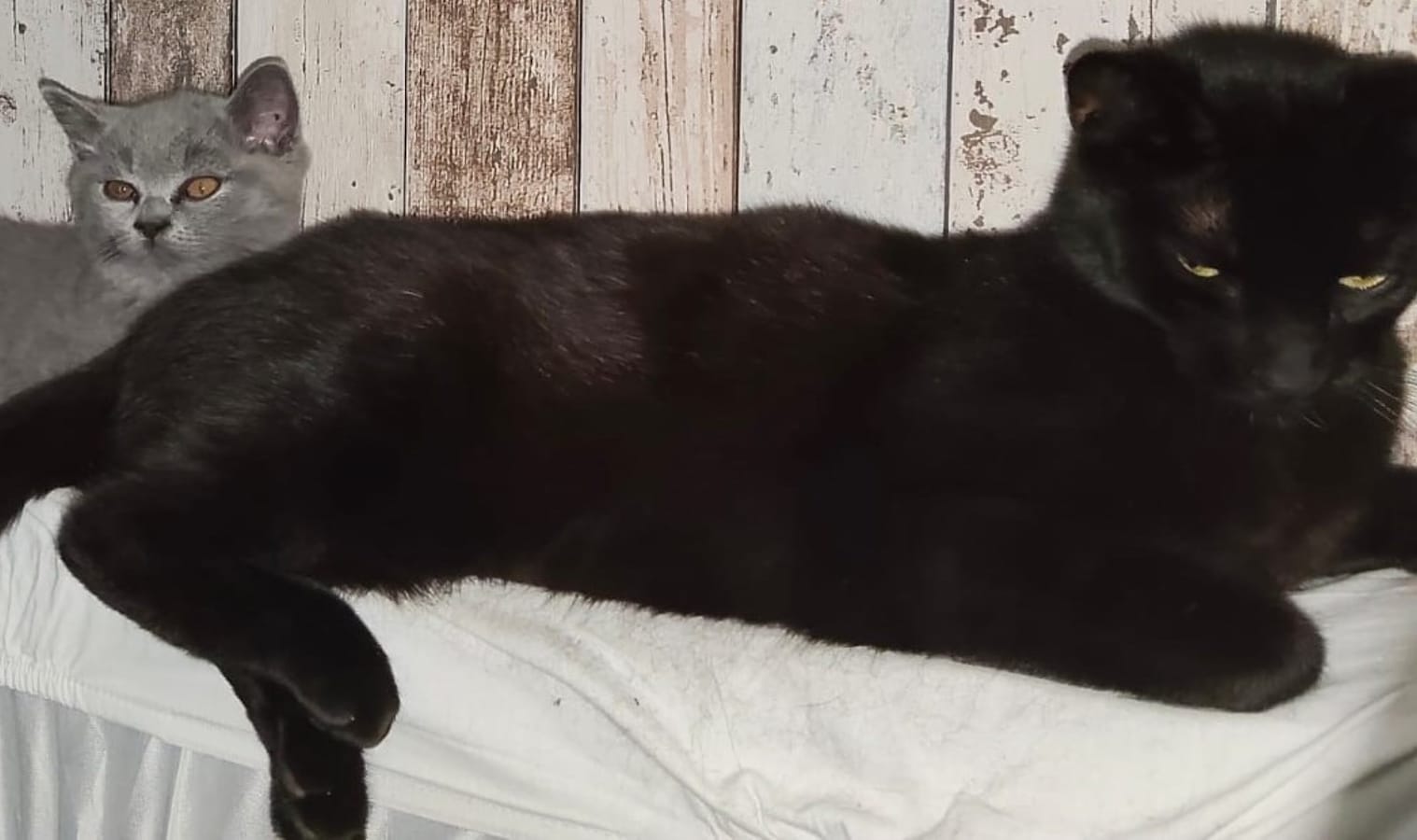 Heb jij Brobbey, Blanche of Blackie gezien? Deze vier huisdieren worden ...