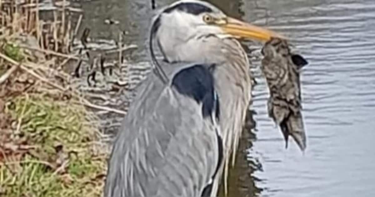 Hoeksche reiger met textiel aan snavel herstelt in Rotterdam | Regio ...