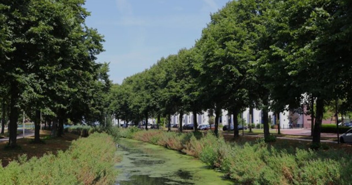 Nog deze zomer mag buurt meebeslissen over kappen, snoeien of planten ...