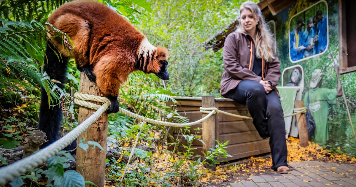 Een aap met banaan zie je in de Apenheul al lang niet meer ...