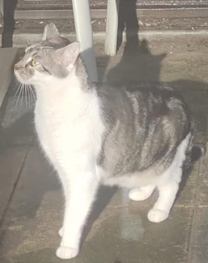 Heb jij Chanya, Fien of Bobbie gezien? Deze zes huisdieren worden in ...
