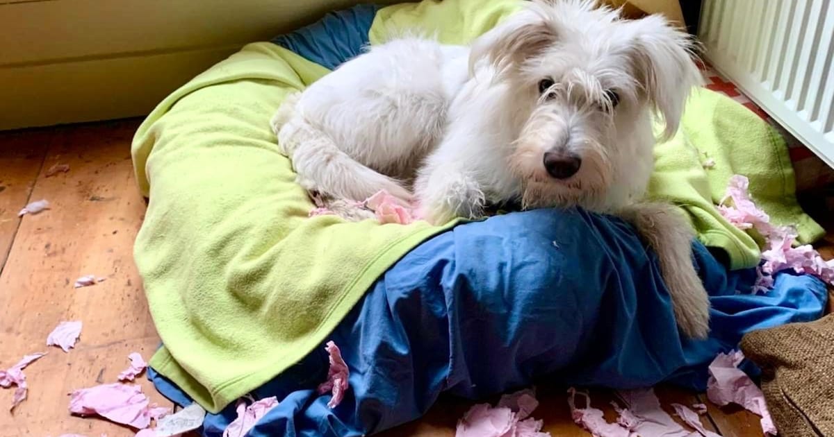 Heb jij Lumi dc 56768 of Lumi gezien? Deze twee huisdieren worden in ...