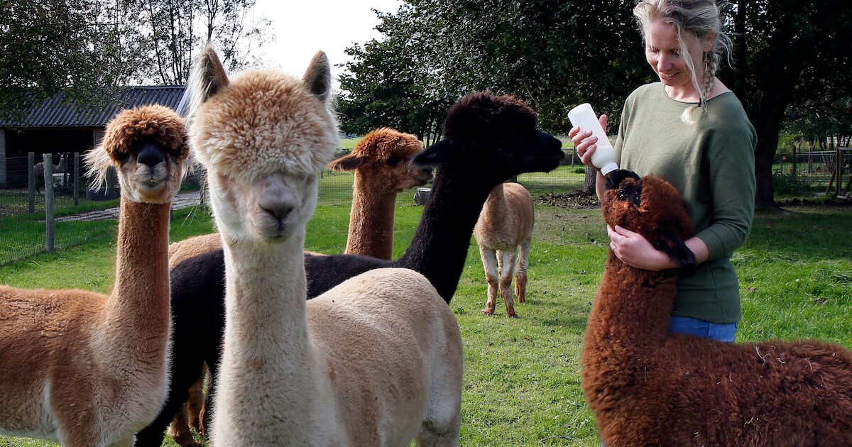 Veel onwetendheid over de nog altijd razend populaire alpaca: ‘Mensen ...