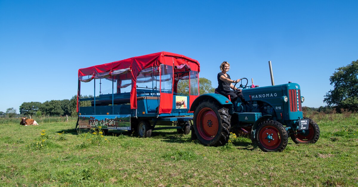 Van nanny tot koningin: op koesafari in Ommen leer je dat de koe net ...