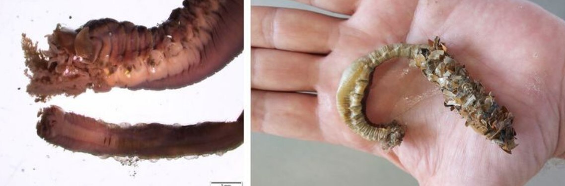 Reuzenworm rukt op in Nederlands deel Noordzee: ‘Exemplaren van wel 65 ...