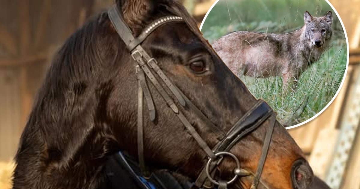 Paarden zwaar toegeta­keld na vermoede­lij­ke wolvenaan­val: 'Hier was ...