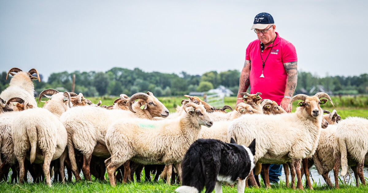 Hoe je een kudde schapen drijft: ‘Soms heb je een eigenwijs schaap dat ...