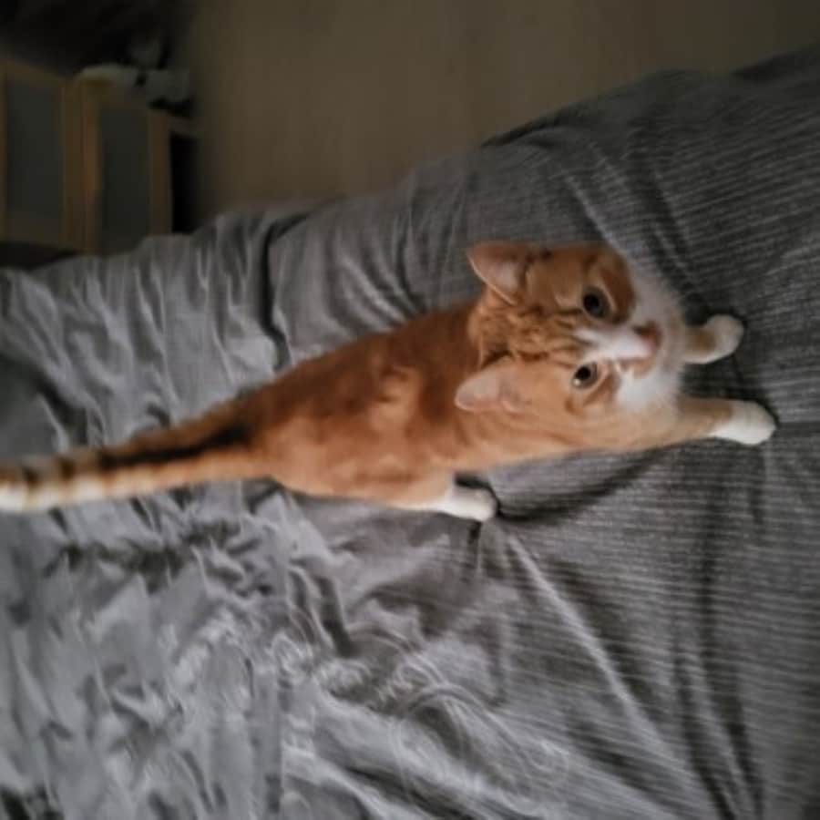 Heb jij Jochie, Pip of Obi gezien? Deze drie huisdieren worden in Oost ...