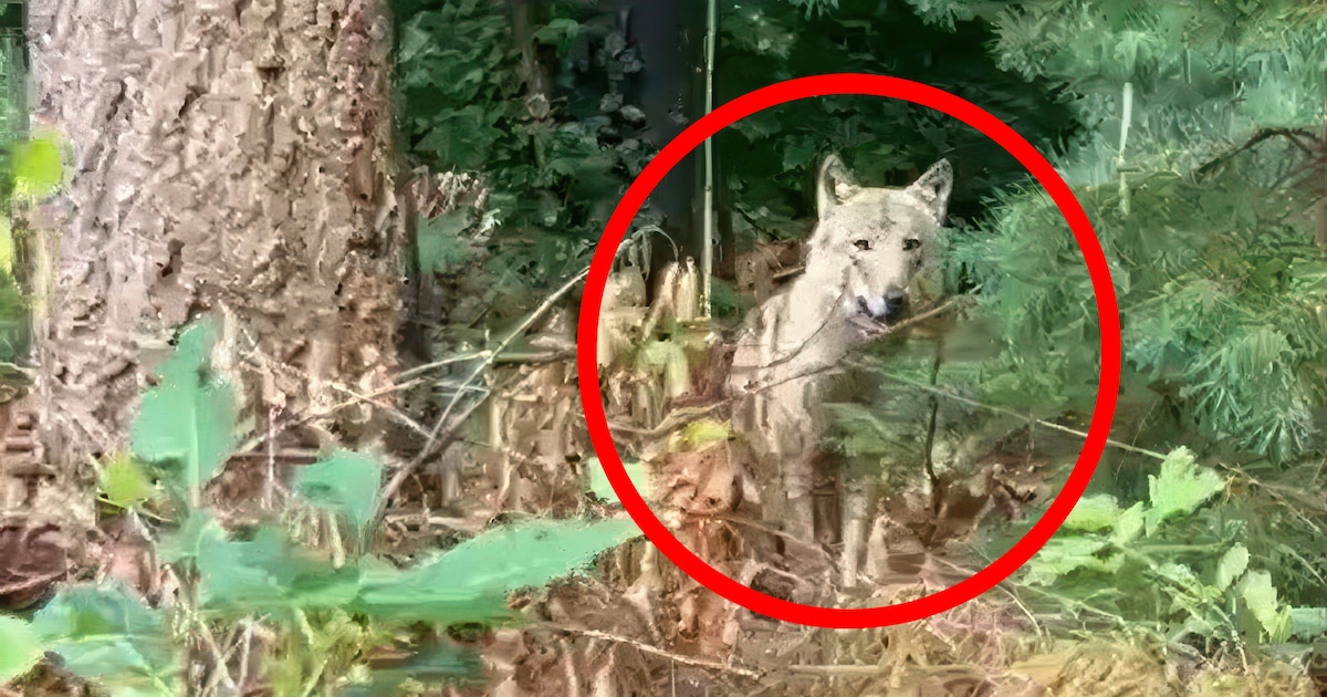 Nu wolf Bram niet alleen is, maar vader blijkt te zijn, is zijn gedrag ...