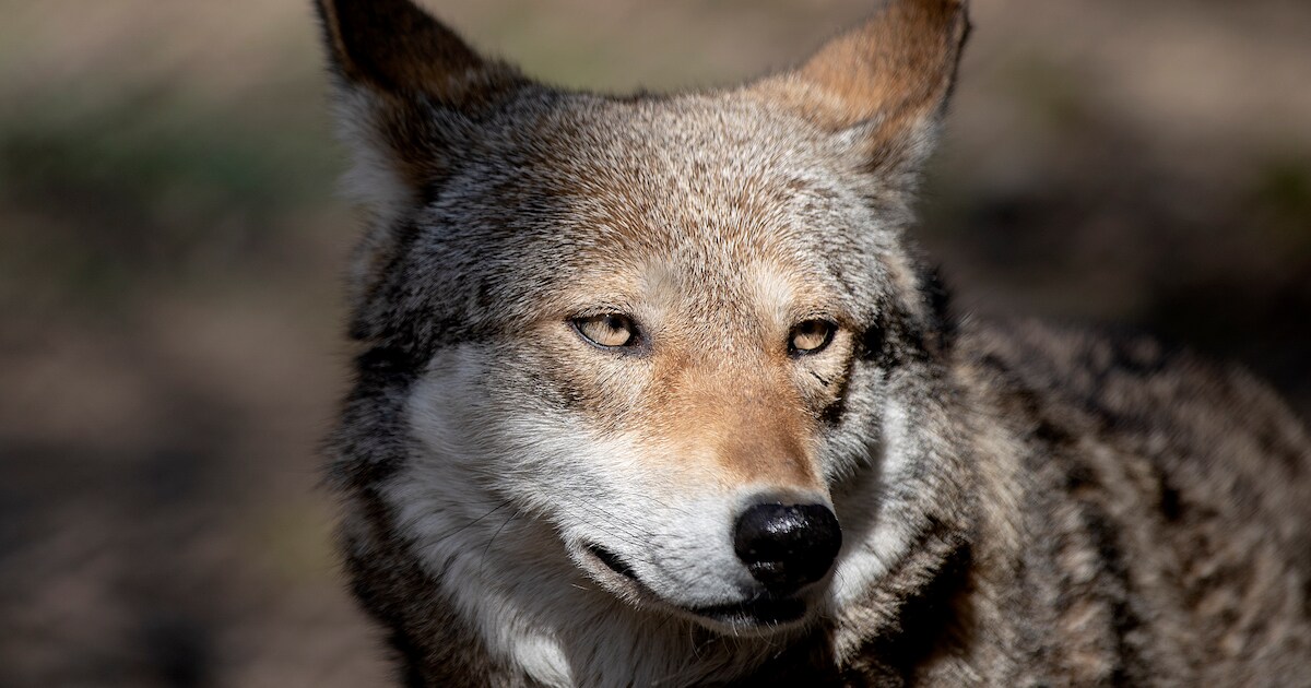 Waarom moet de ‘Utrechtse’ wolf een gps-zender krijgen? ‘Er lopen hier ...