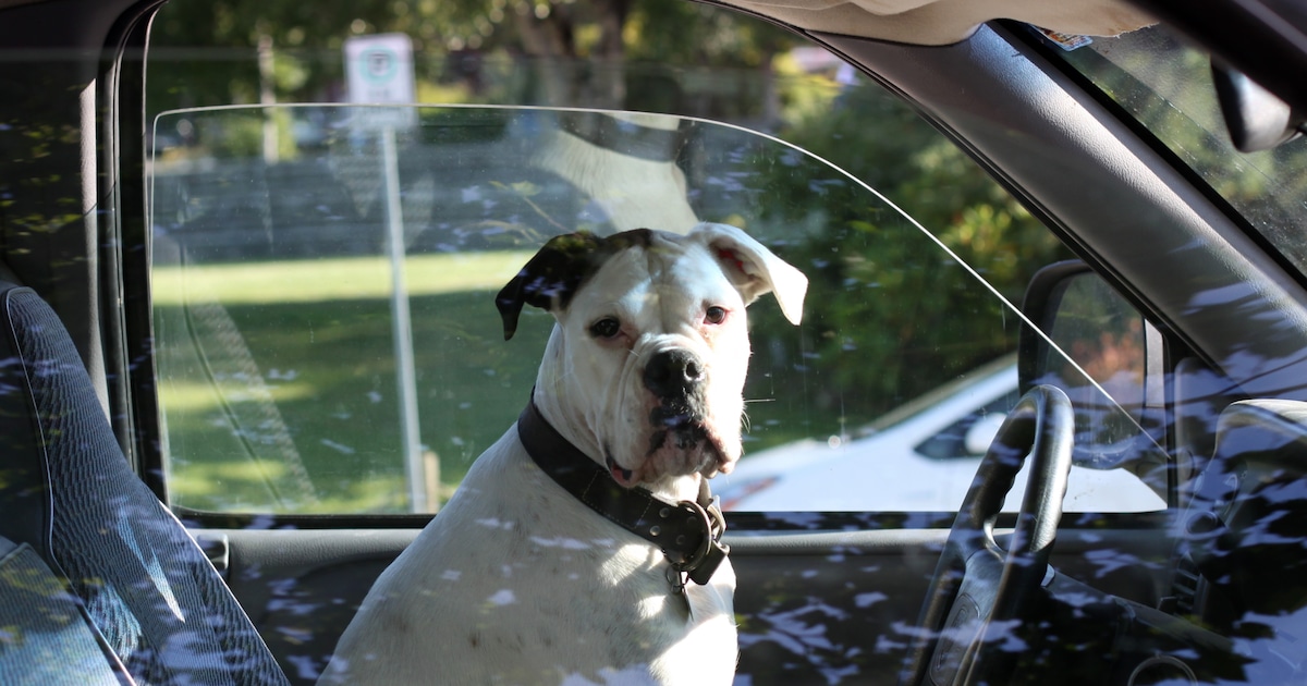 Hond schiet vrouw neer bij tankstation in Nebraska | Nieuws | AD.nl