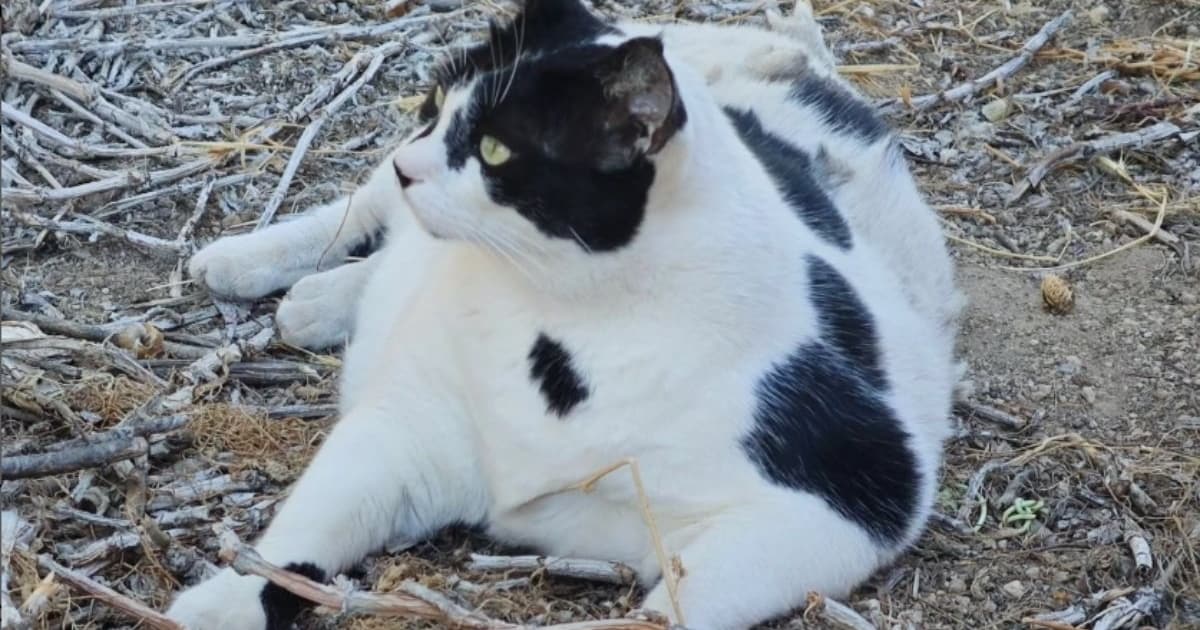 Extreem dikke kat is hoog gewaardeerde bezienswaardigheid op Kreta ...