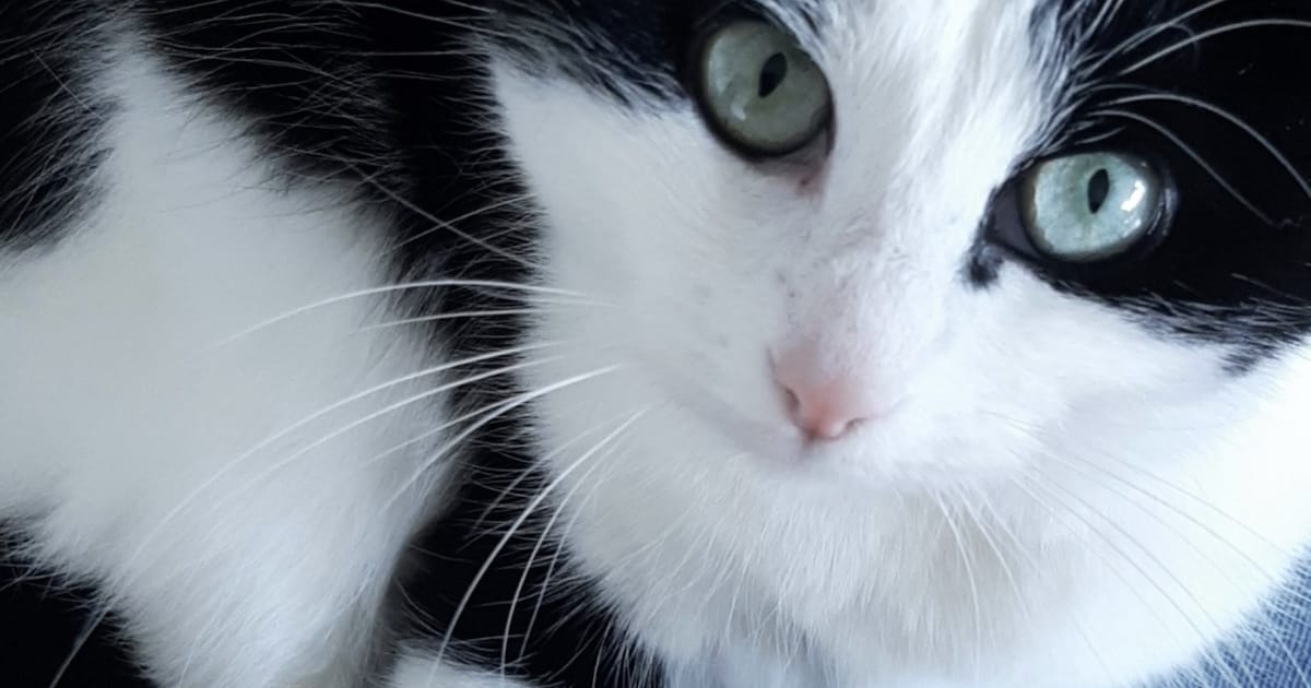 Heb jij Minka gezien? Dit huisdier wordt in Hattem vermist | Regio | AD.nl