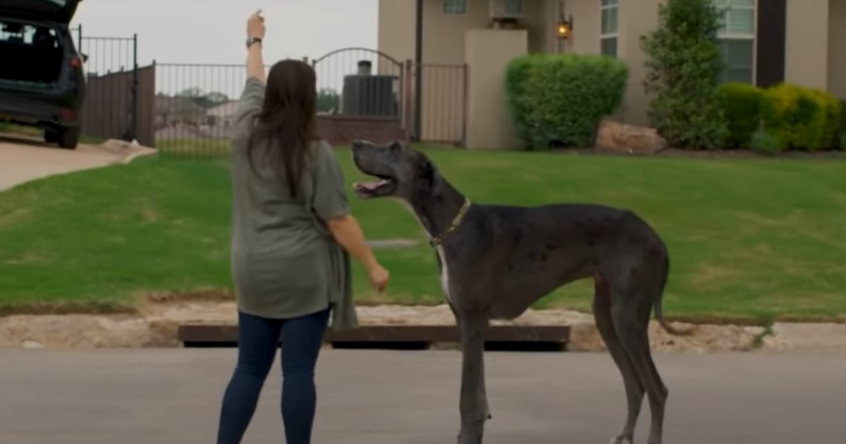 Deense dog Zeus is met zijn 1,04 meter de grootste hond ter wereld ...