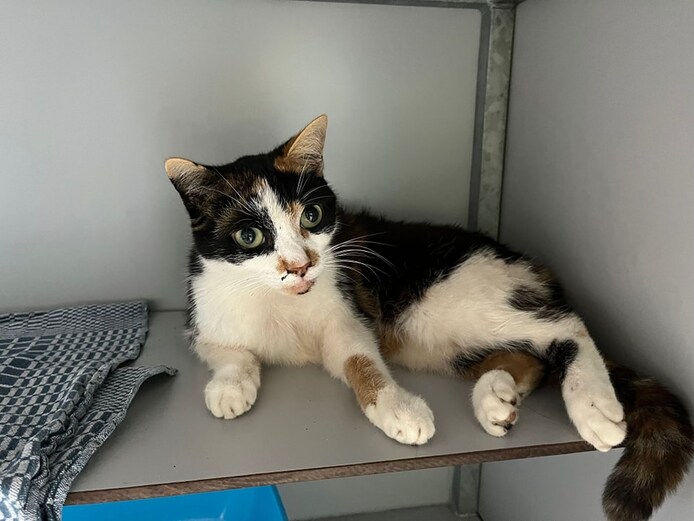 Na vijf jaar krijgen baasjes plots bericht: hun vermiste poes is ...