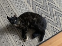 Heb jij Ko, Wout of Mango gezien? Deze 11 huisdieren worden in Alphen ...