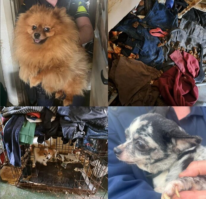 Politie haalt tien hondjes uit ernstig vervuilde woning in Oud-Charlois | Rotterdam | AD.nl