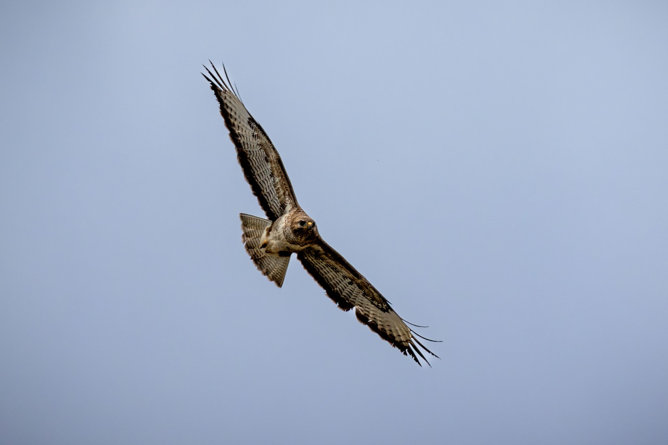 Buizerd terroriseert buurt in Bant: vrouw begeleidt in de auto haar ...