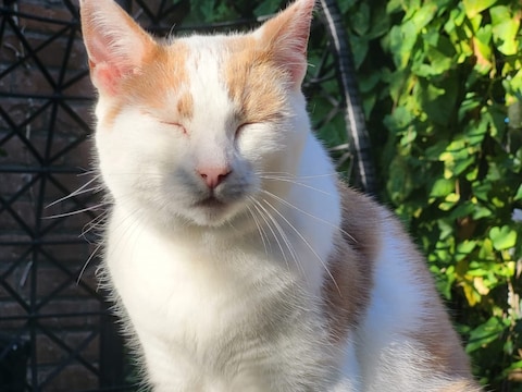 Heb jij Zazoe, Dobby of Nova gezien? Deze vijf huisdieren worden in ...