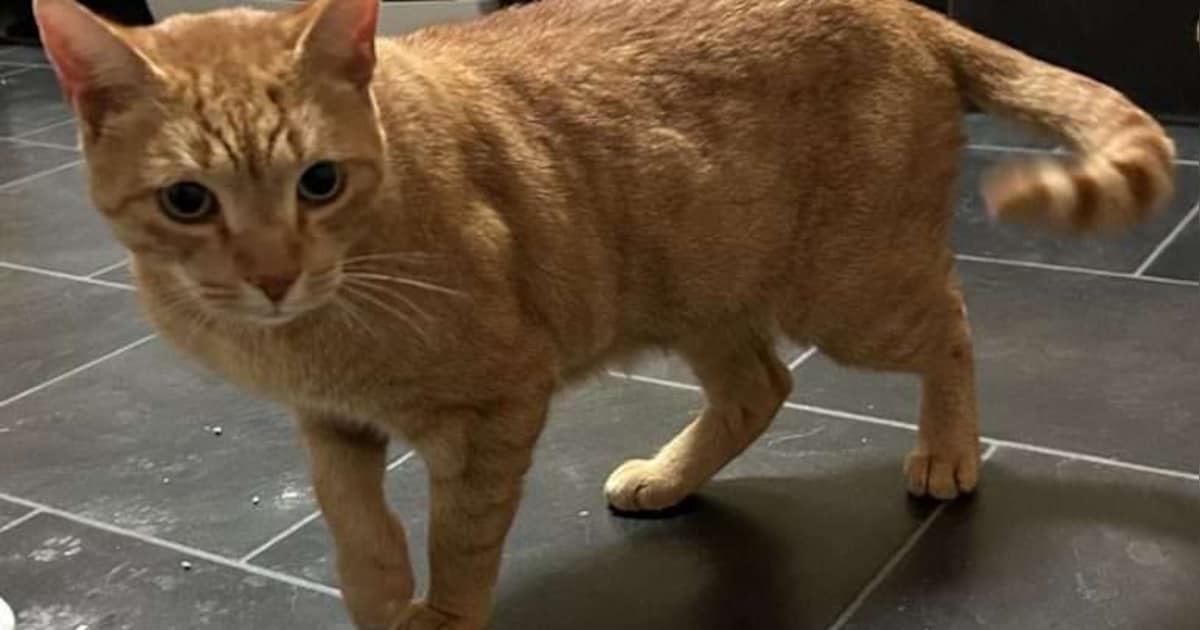 Amersfoortse kat Chester na vermissing van ruim 2,5 jaar (!) weer terug ...