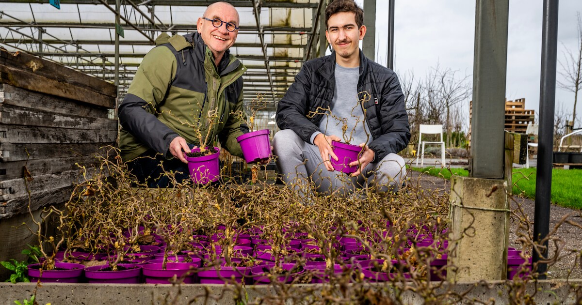 Vlak voor zijn dood vond Piet-jan deze ‘magische’ plant, nu helpt het ...