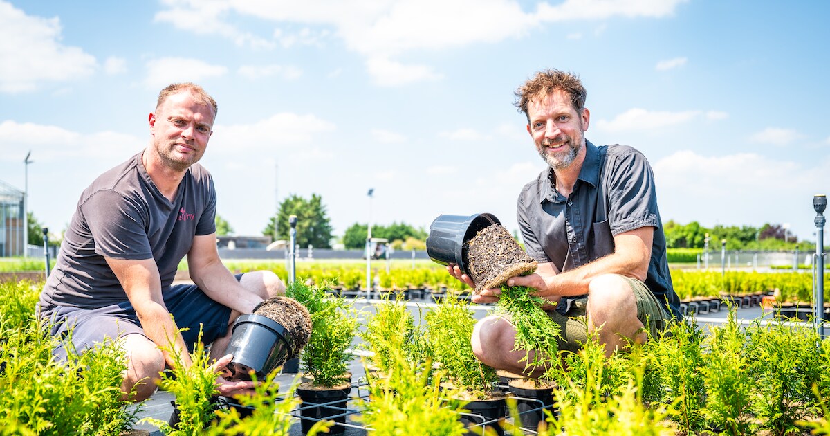 Deze planten groeien niet op veengrond, maar op fruitresten en ...