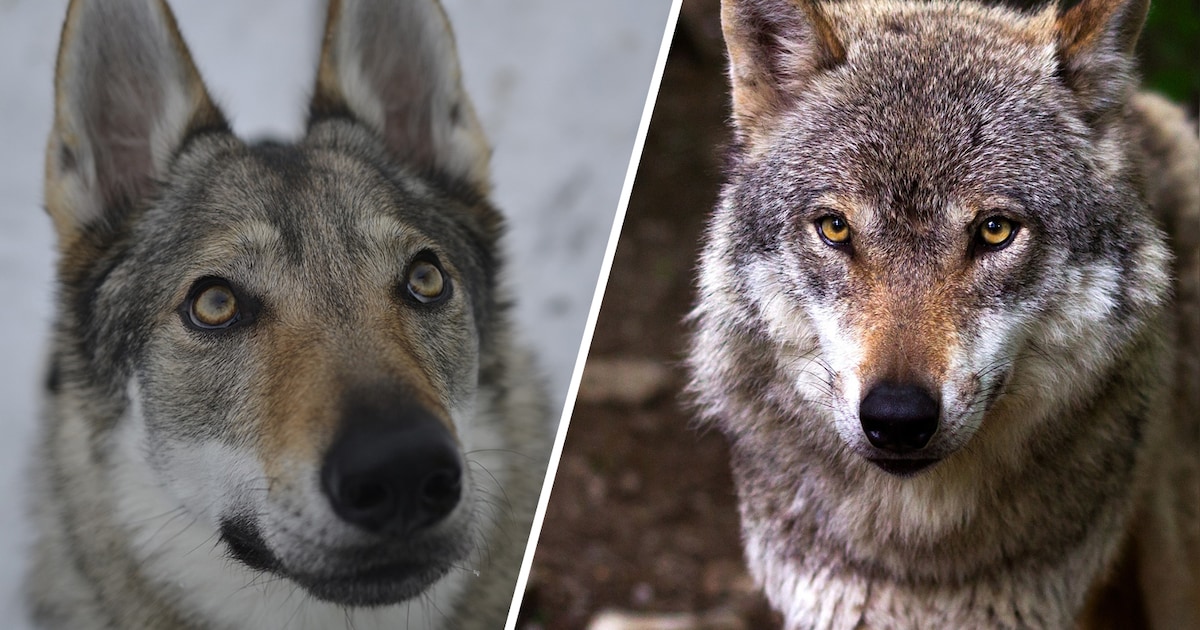 Weer wordt de wolf gezien, maar de kenners zijn sceptisch: ‘Soms is het ...