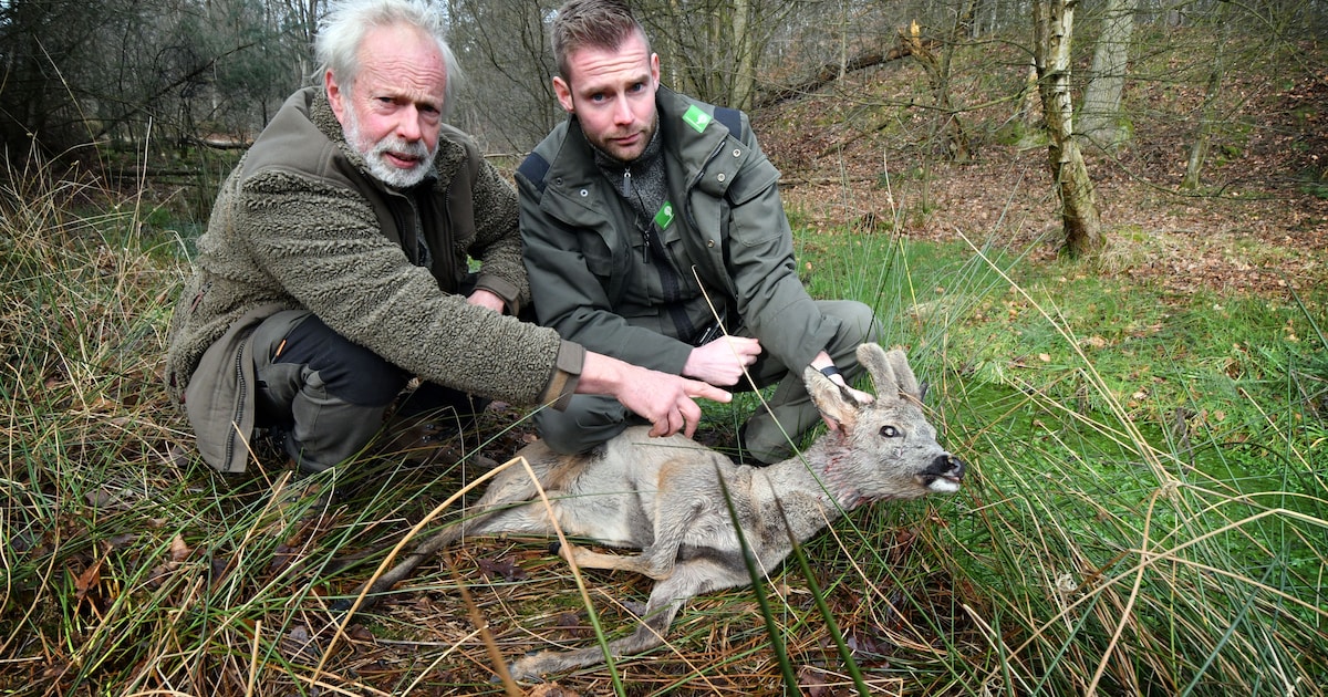 Fikse boete voor eigenaar van hond die ree doodbeet | Binnenland | AD.nl