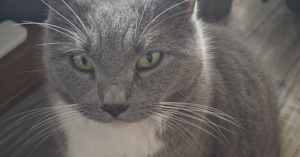 Heb jij Dyago gezien? Dit huisdier wordt in Hoogeveen vermist | Regio ...