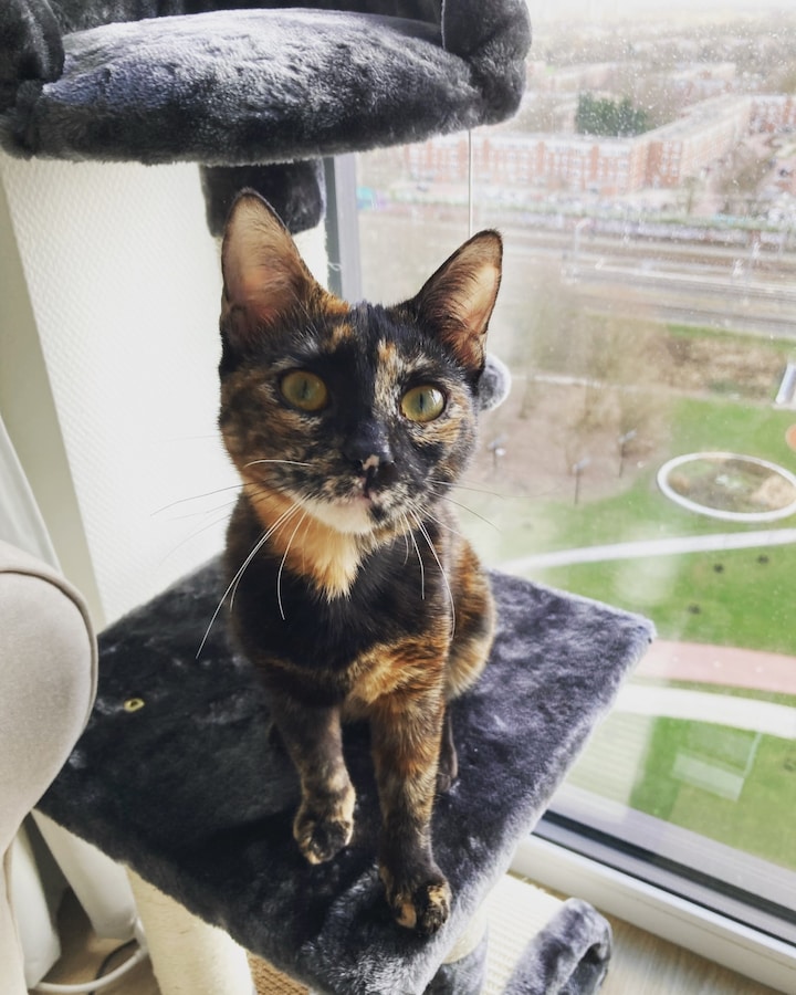 Heb jij Pixie, Binky of Rocky gezien? Deze vijf huisdieren worden in ...