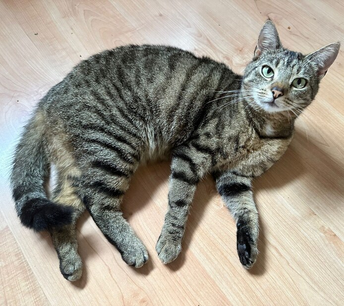 Als vermiste kat Roula na dagen plots opduikt, belanden baasjes in nachtmerrie: ‘Brok in onze ...