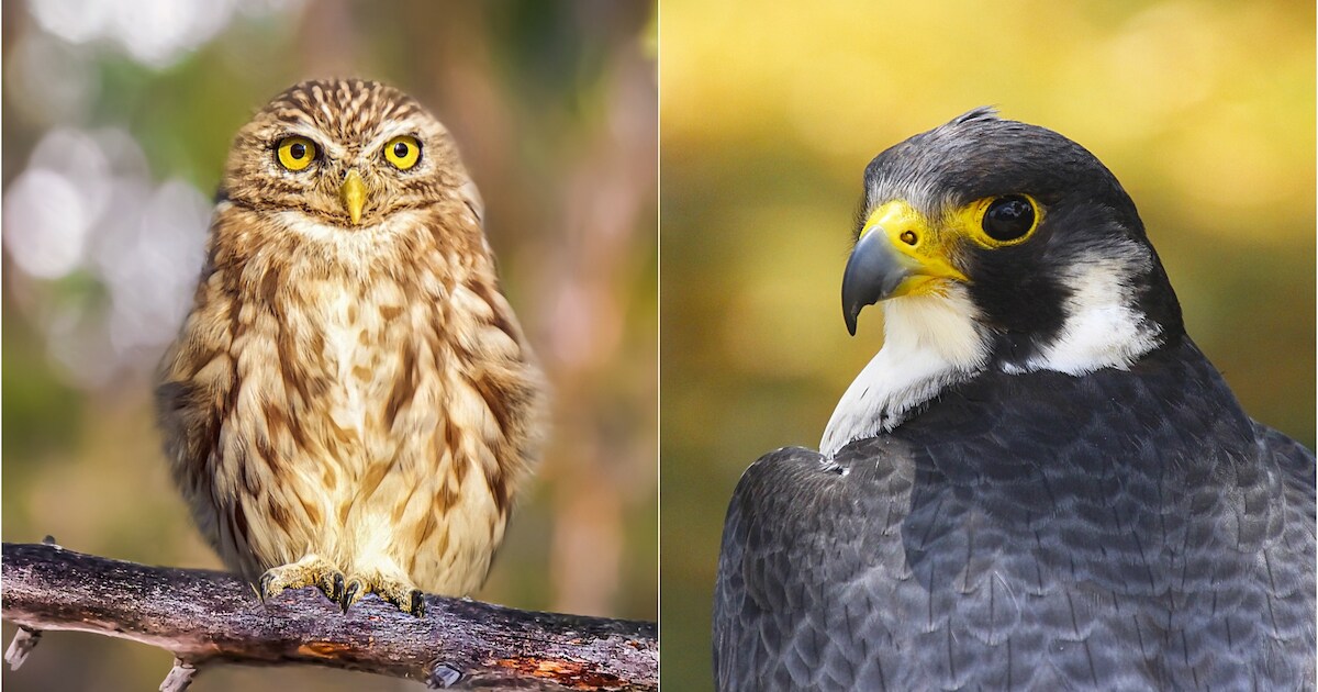 In beslag genomen uilen en roofvogels speelden rol in arrangement van ...