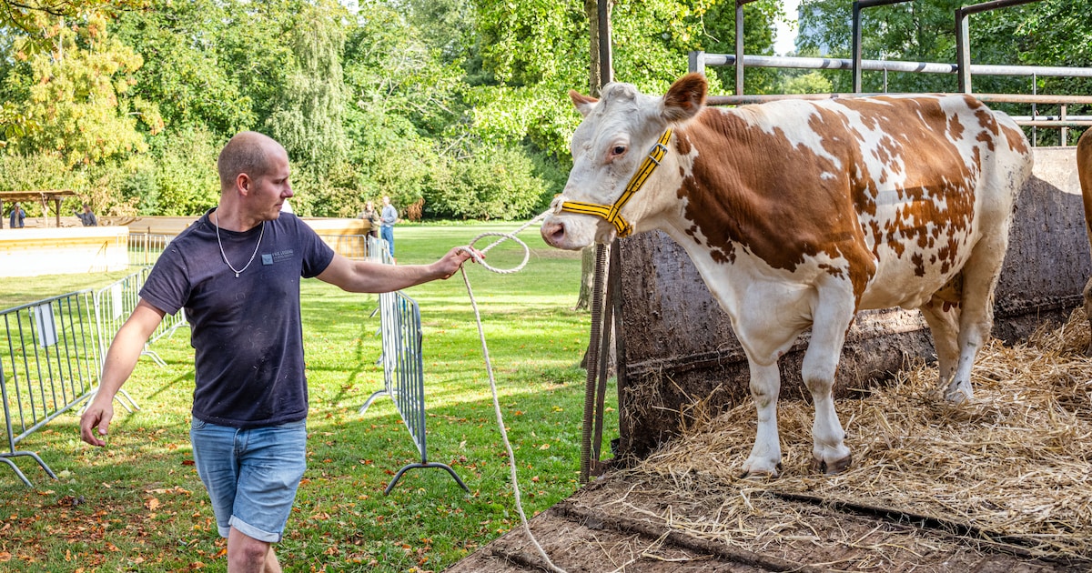 Koeien Geertje en Trude reizen iedere dag naar Amsterdam voor hoofdrol ...
