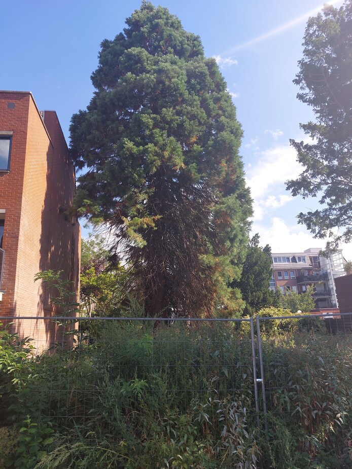 Alles op alles om te voorkomen dat oudste, dikste en hoogste boom wordt ...