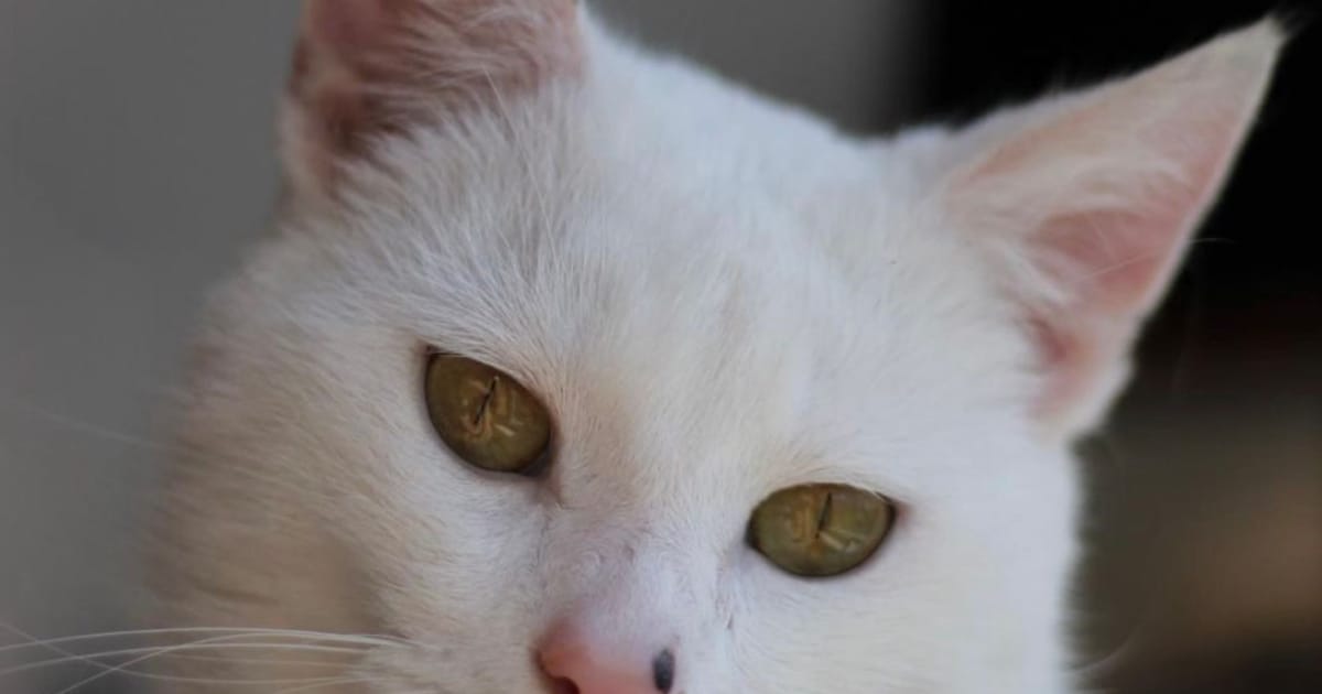 Heb jij Kiki, Molly of Olaf gezien? Deze 12 huisdieren worden in ...