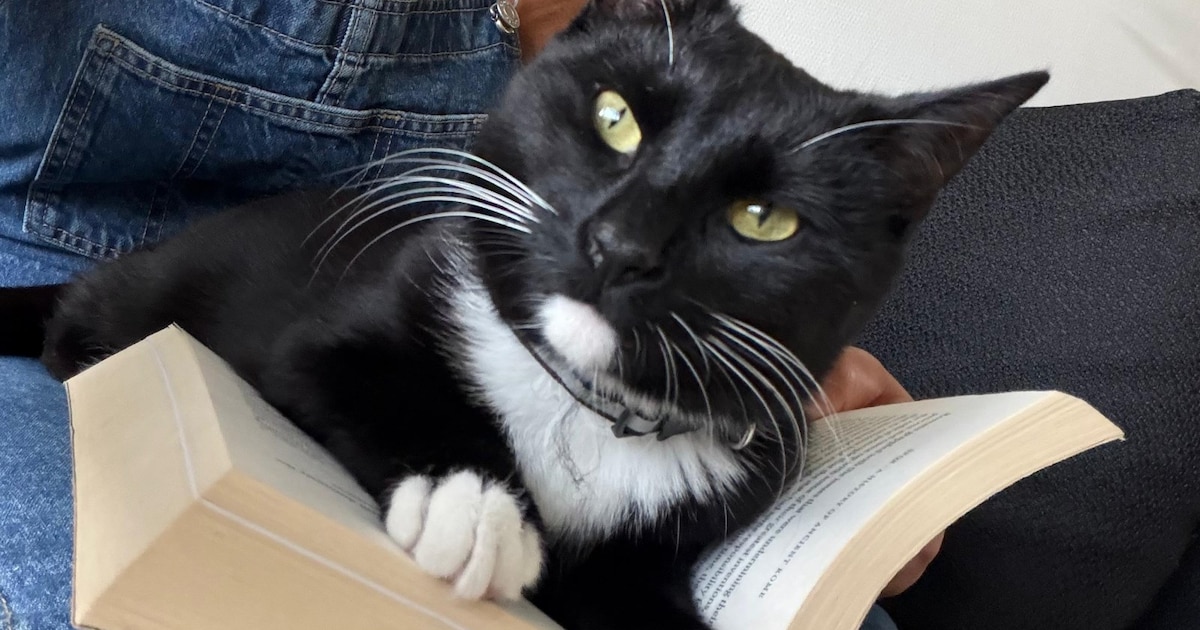Heb jij Mosey, Leo of Mimi gezien? Deze 31 huisdieren worden in ...