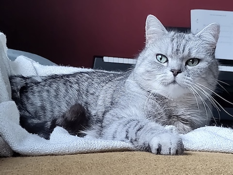 Heb jij Zwiep of Felix gezien? Deze twee huisdieren worden in Groningen ...